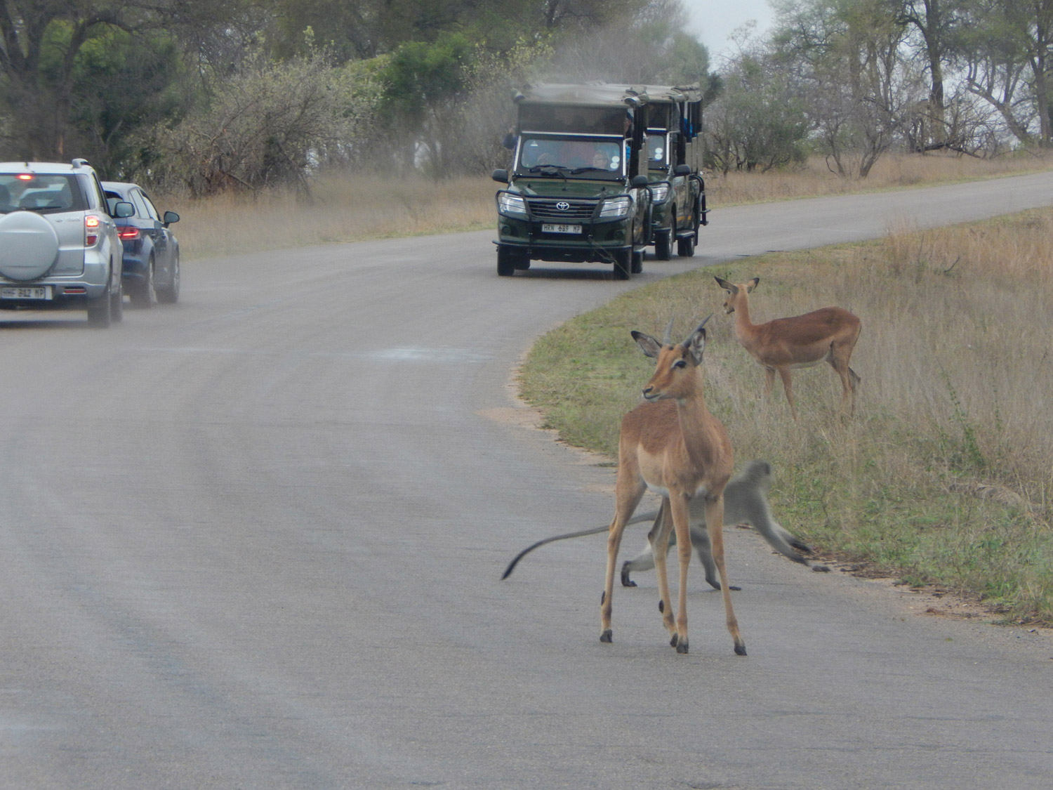 Are open game drive vehicles really safe? - Kruger Park Safari Blog