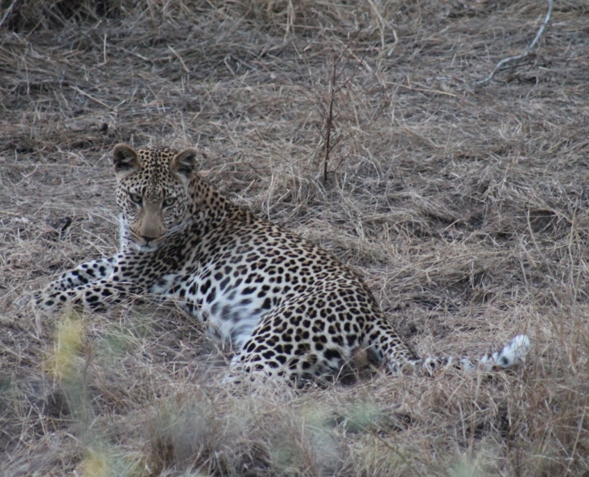 Kruger National Park Sightings, an Ultimate Guide - Kruger Park Safari Blog
