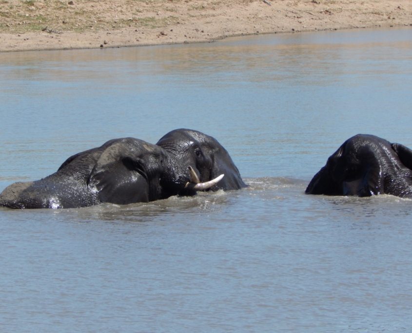 Kruger National Park Sightings, an Ultimate Guide - Kruger Park Safari Blog