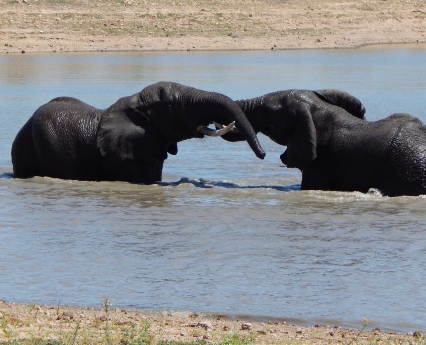 Kruger National Park Sightings, an Ultimate Guide - Kruger Park Safari Blog